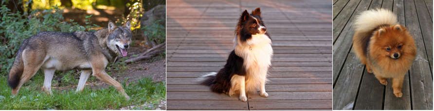 Što je CRISPR-Cas9 sustav za prepravljanje genoma o kojem raspravlja ...