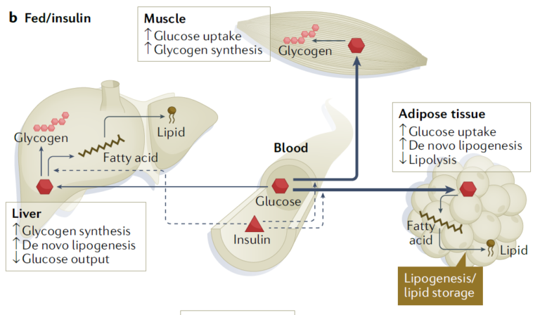 Inzulinska rezistencija, uglavnom se ne dijagnosticira, a izaziva niz ...