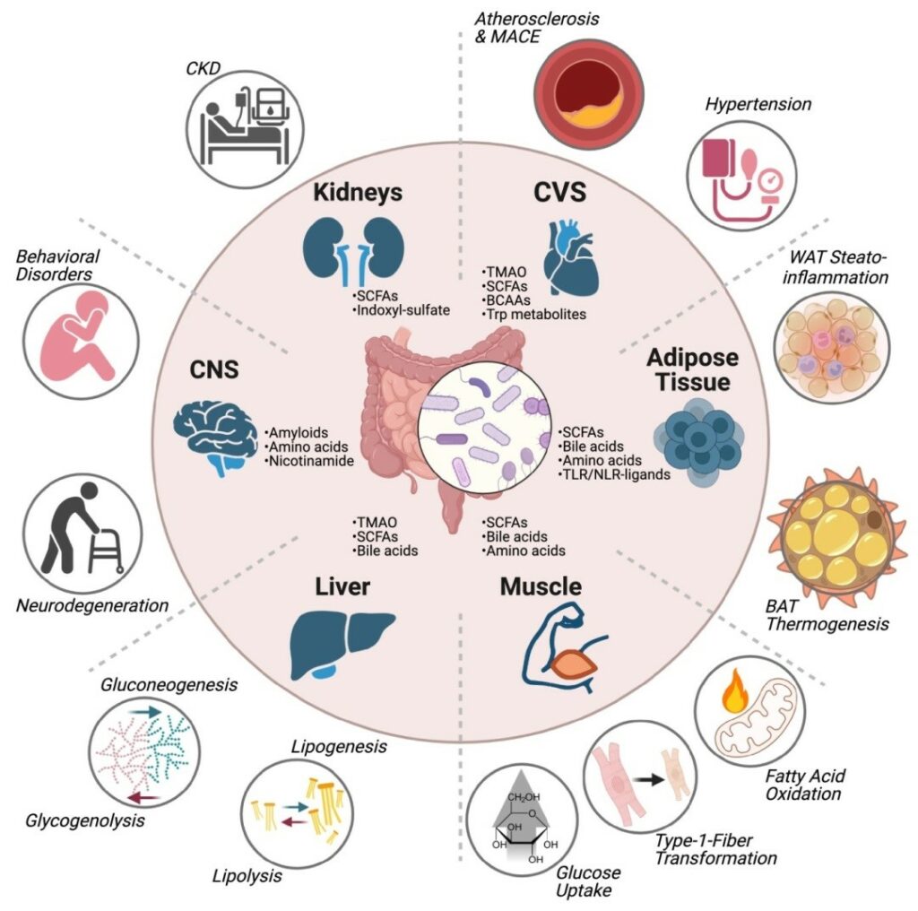 Prebiotici, probiotici i postbiotici. Ima li koristi od funkcionalne ...